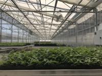 China Multi Span Plastic Film Greenhouse 10X30m With Zinc Coating Frame for sale