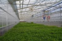 China Anti-Drip Plastic Film Greenhouse Protect Your Crops from Dust and Contamination for sale