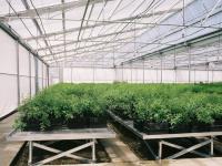China PE Plastic Film Greenhouse Multi Span Sawtooth Turnkey Project for sale