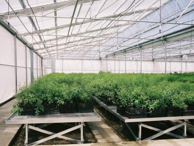 China Greenhouse UV Protected Plastic Film Anti Drip 80%-90% Light Transmission Aluminum Zinc Plating for sale