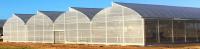 China Transparent Plastic Film Greenhouse for Long Lasting Performance for sale