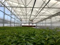 China Plastic Film Greenhouse Structure For Optimal Shading And Wind Resistance for sale