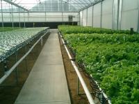 China ABS Ebb And Flow Tray Greenhouse Benches Length 8ft 10ft 12ft Customized for sale