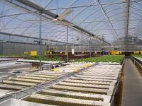 China Multi Span Film Hydroponic Garden Greenhouse 10X30m Customizable for sale