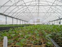 China Multi Span Film Hydroponic Garden Greenhouse 10X30m Customizable for sale