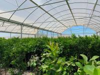 China PE Plastic Film Strawberry Plant Greenhouse With Hydroponics System for sale
