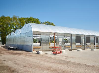 China Agricultural Plastic Film Greenhouse Length 32m-80m With Hot Dipped Galvanized Steel Frame for sale