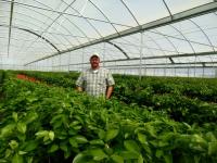 China Multi Span Film Hydroponic Garden Greenhouse 10X30m Customizable for sale