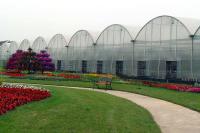 China Saw Tooth Type PE Film Greenhouse Width 6m 8m 9m 10m 12m for sale