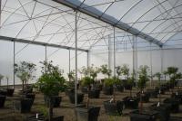 China Multi Span Film Hydroponic Garden Greenhouse 10X30m Customizable for sale