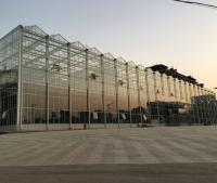 China Saw Tooth Type PE Film Greenhouse Width 6m 8m 9m 10m 12m for sale