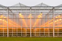 China Agriculture Multi Span Venlo Glass Polycarbonate Sheet Greenhouse With Hydroponic System for sale