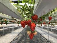 China Hydroponic Grow System Garden Including LED Fluorescent And HID Lighting for sale