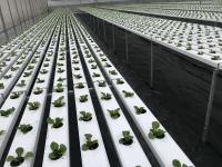 China Hydroponic Grow System Garden Including LED Fluorescent And HID Lighting for sale