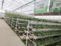 China CO2 Control Seedling Hydroponic System Tray For Microgreen Growing for sale
