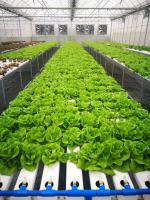China NFT System Vertical Hydroponics Garden Automatic Humidity Control for sale