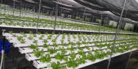 China Hydroponic Grow System Garden Including LED Fluorescent And HID Lighting for sale