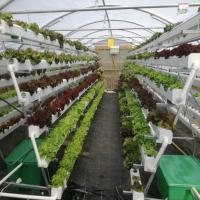 China CO2 Control NFT Hydroponic Equipment Hydroponic Garden Tower OEM ODM for sale
