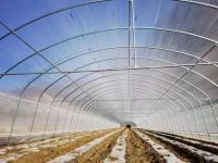 China Single Span Tunnel Plastic Film Agricultural Greenhouse High Disaster Resistance for sale