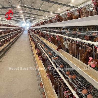 China High Resilience Layer Cage System Hot Galvanized Low Carbon Steel In Africa Adela for sale