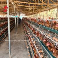 China 3 Tier Or 4 Tier Poultry Battery Cage System For Layers Iris for sale