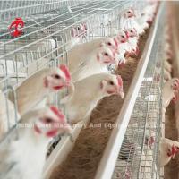 China Egg Laying Chicken 96 Birds Broiler Battery Cage System Durable Corrosion Resistance Emily for sale