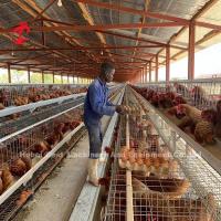 China Easily Assemble 2.4mm Chicken Battery Cage Galvanized A Frame Emily for sale