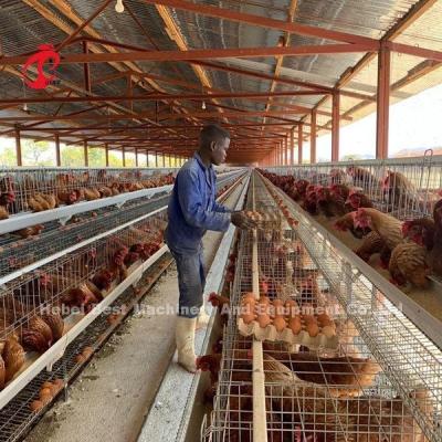 China Easily Assemble 2.4mm Chicken Battery Cage Galvanized A Frame Emily for sale