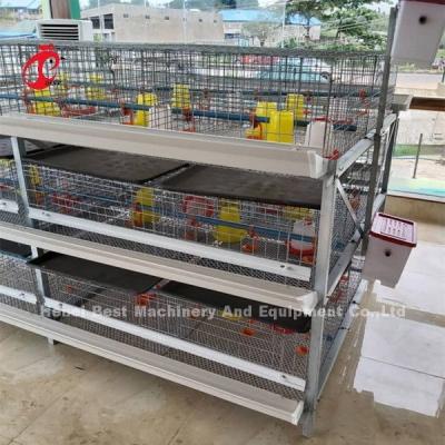 China A Or H Type Broiler Chicken Cage 96 Matured Broilers Capacity Emily for sale