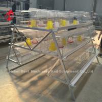 China Galvanized 25 Years Lifespan Pullet Chicken Cage Emily for sale