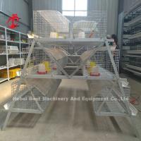 China Galvanized 25 Years Lifespan Pullet Chicken Cage Emily for sale