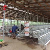 China CE A Type 120 Birds Chick Rearing Cage With Drinkers And Feeders Star for sale