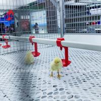 China 96 Birds A Type 1-12 Weeks Chick Brooder Cage In Chicken Farm Doris for sale