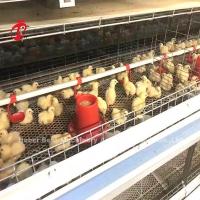 China 96 Birds A Type 1-12 Weeks Chick Brooder Cage In Chicken Farm Doris for sale