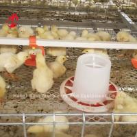 China A/H Type Pullet Chicken Cage Baby Chicks Brooding Cage Mia for sale