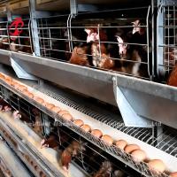 China Automatic Hdg Battery System Of Poultry Farming With Nipple Drinker Rose for sale