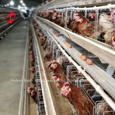 China H Type Layer Battery Cage System With Poultry Equipment For 5000-20000 Birds Farm Iris for sale