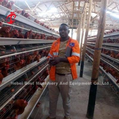 China Chicken Farm 3 Tier Battery Cage System In Poultry Sandy for sale