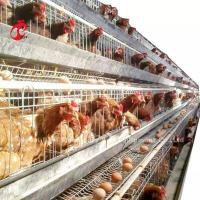China A Type Layer Battery Cage System In 5000 Laying Eggs Chicken Farm Mia for sale