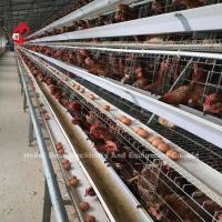 China Stainless Steel Wire Battery Cage For Chicken 432cm2 Area Bird Adela for sale