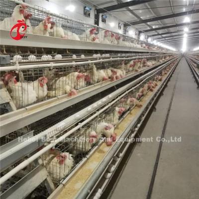China Modern H Type Poultry Automatic Chicken Cage Equipment 20 Years Lifespan Ada for sale
