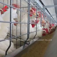 China Automatic Feeding  Broiler Battery Cage System For Farming  Save Space Emily for sale