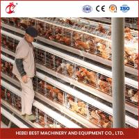 China A Type Full Automatic Chicken Cage Equipment For 20,000 Capacity Poultry Farm Sandy for sale