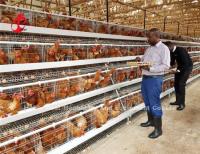 China Galvanized Steel Poultry Battery Chicken Cage System For Layer Farm Ada for sale