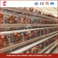 China 25 Years 90-200 Chickens Automatic Chicken Feeding System With Automatic Drinker Iris for sale