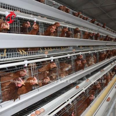 China 3 Tiers 40cm Cell Height Layer Battery Cage System For Improved Layer Productivity Iris for sale