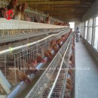 China 2.2m By 2.4m By 1.95m Layer Battery Cage System 4 Tier 160 Capacity Sandy for sale