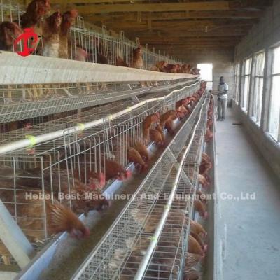 China 2.2m By 2.4m By 1.95m Layer Battery Cage System 4 Tier 160 Capacity Sandy for sale