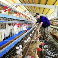 China High Rearing Efficiency Poultry Farming Cage System With 2.8mm-3.5mm Cage Wire Diameter Iris for sale