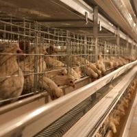 China Galvanized Steel 96-200 Birds Poultry Battery Cage System For Layer Farm Emily Wang for sale